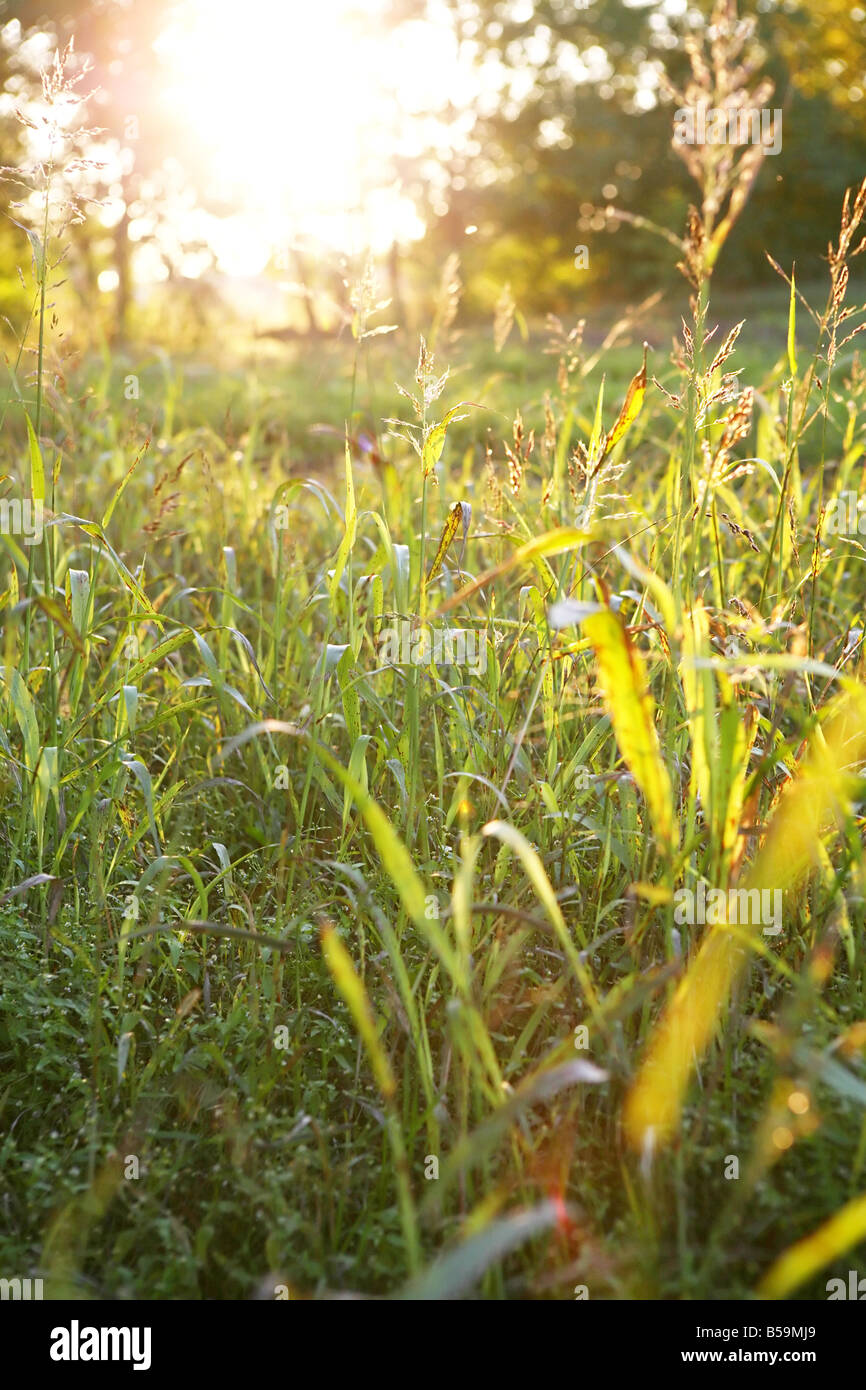Fresh green grass Stock Photo - Alamy