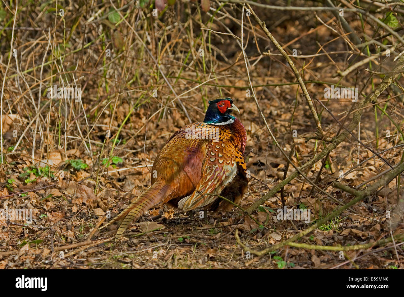 Male pheasant hi-res stock photography and images - Alamy