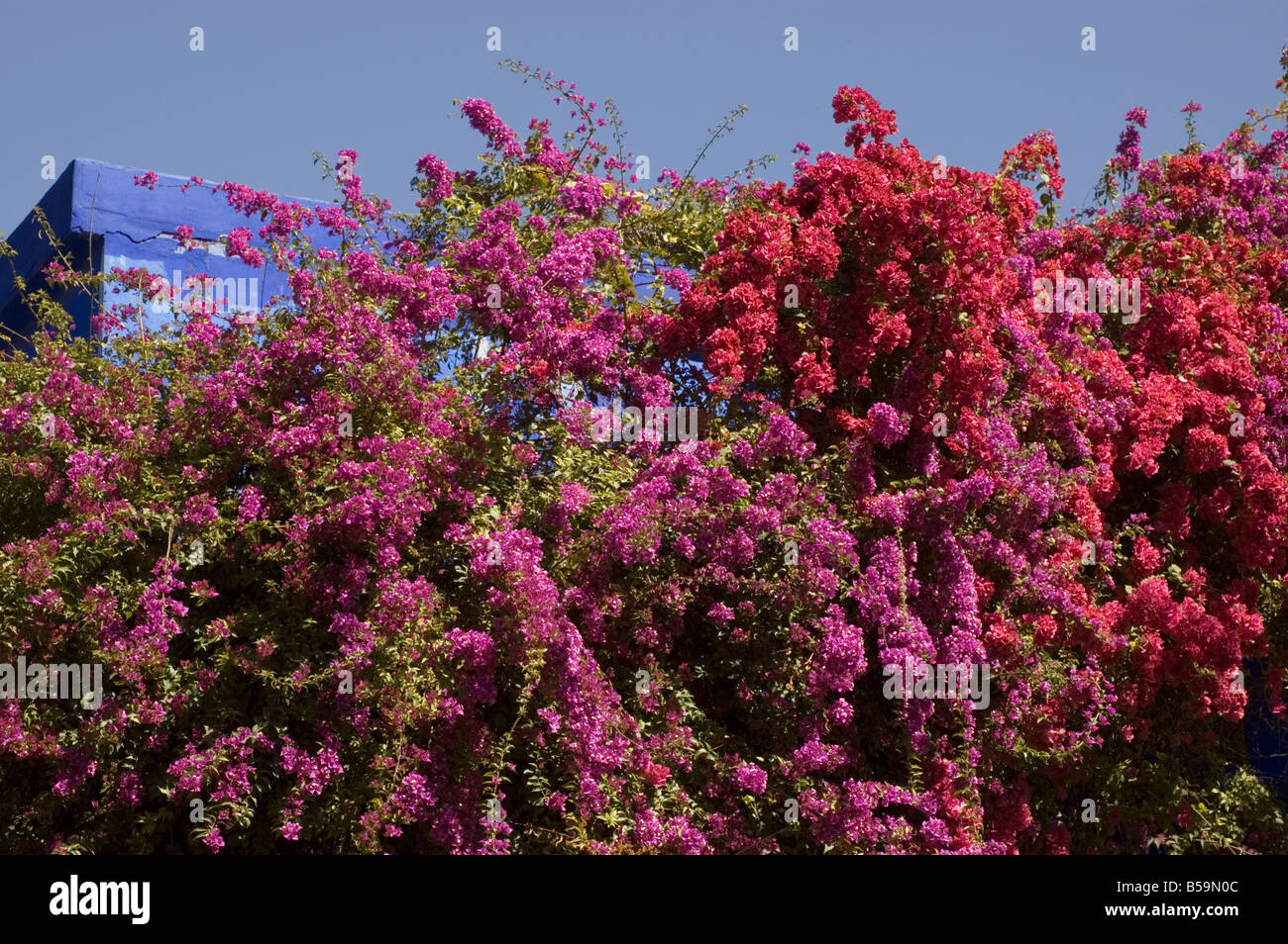 Pink and colourful flowers hi-res stock photography and images - Alamy