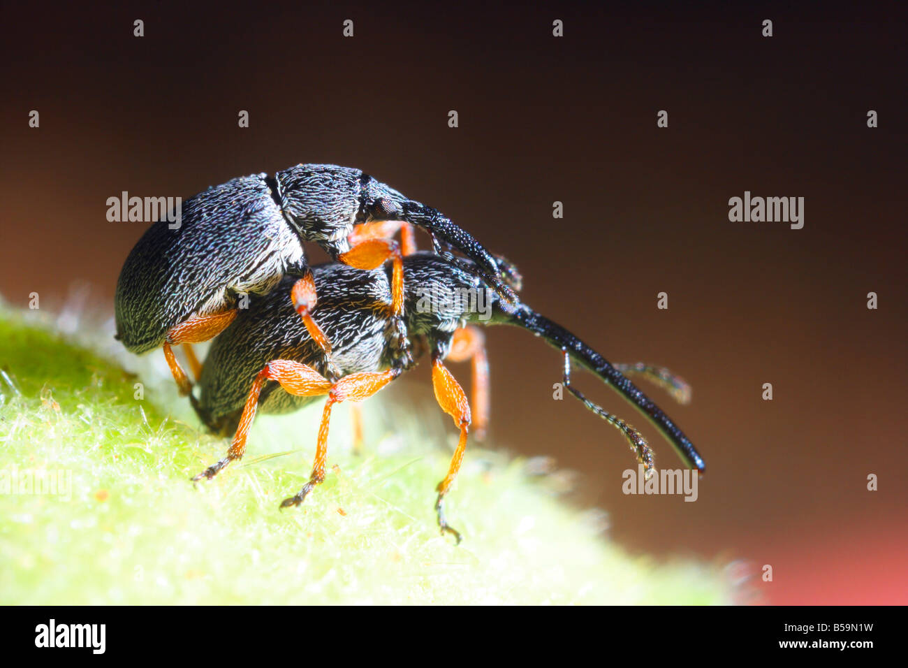 Weevils (Curculionidae sp.) couple mating Stock Photo - Alamy