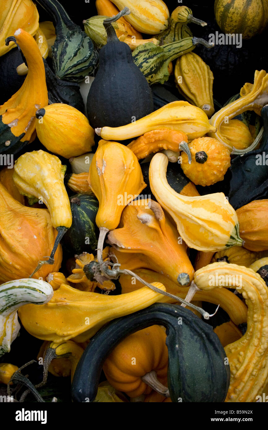 Squashes various shapes hi-res stock photography and images - Alamy