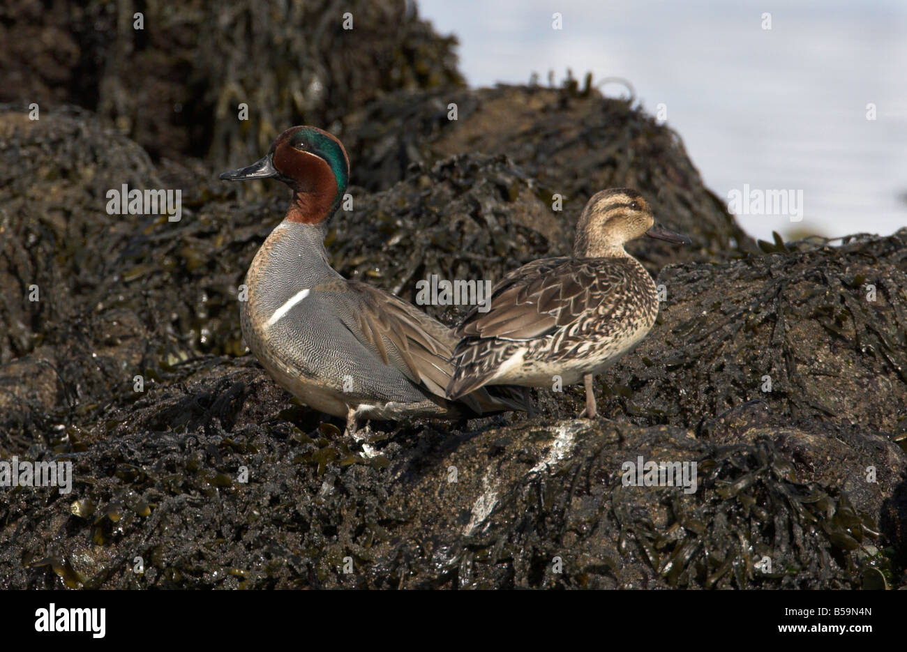 Green-winged Teal Annas crecca male & female standing on rocks at ...