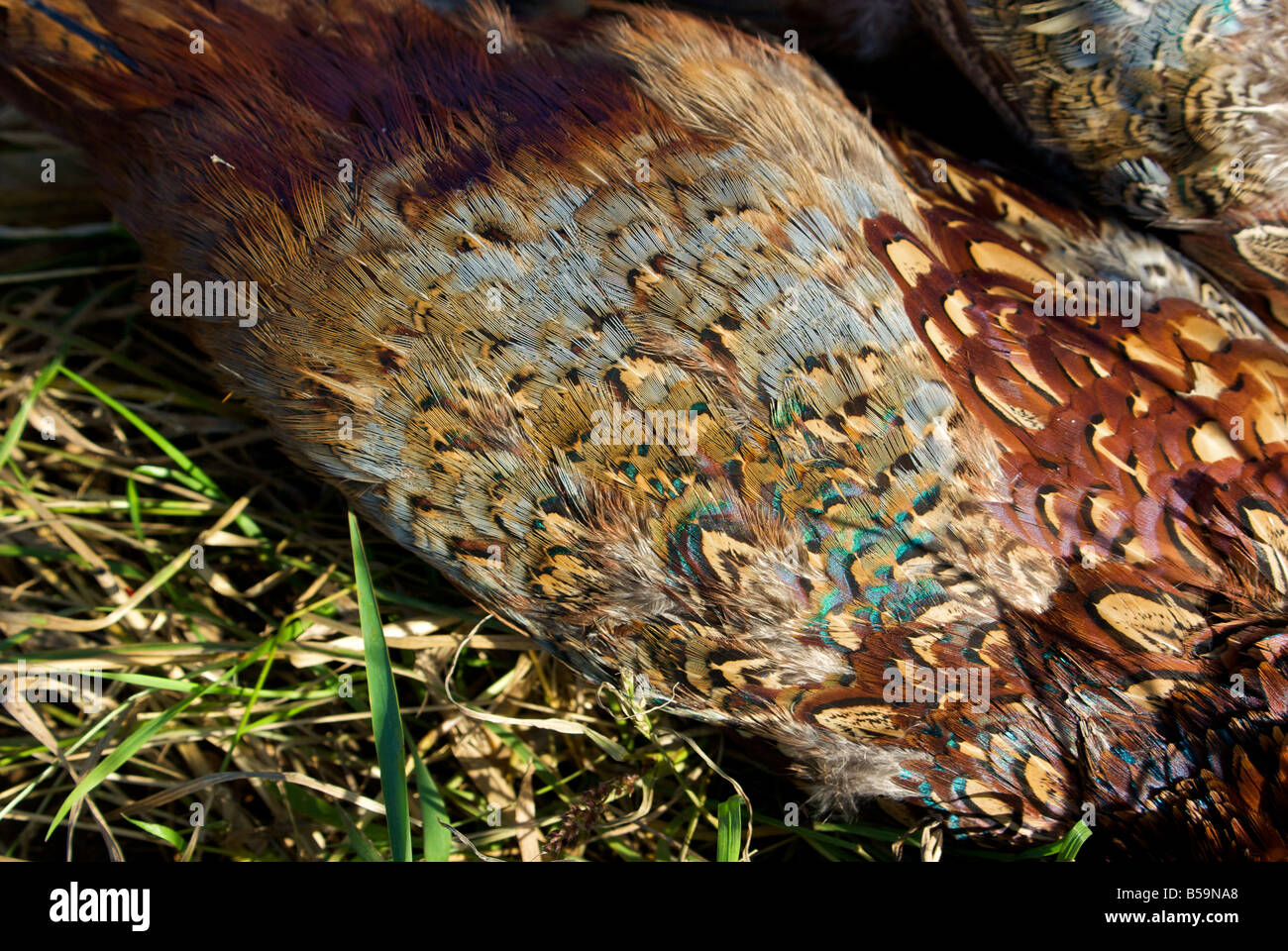 Close up of brace of dead pheasants to show complex colourful feather ...