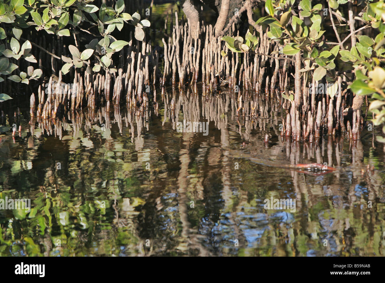 Swamp salt hi-res stock photography and images - Alamy