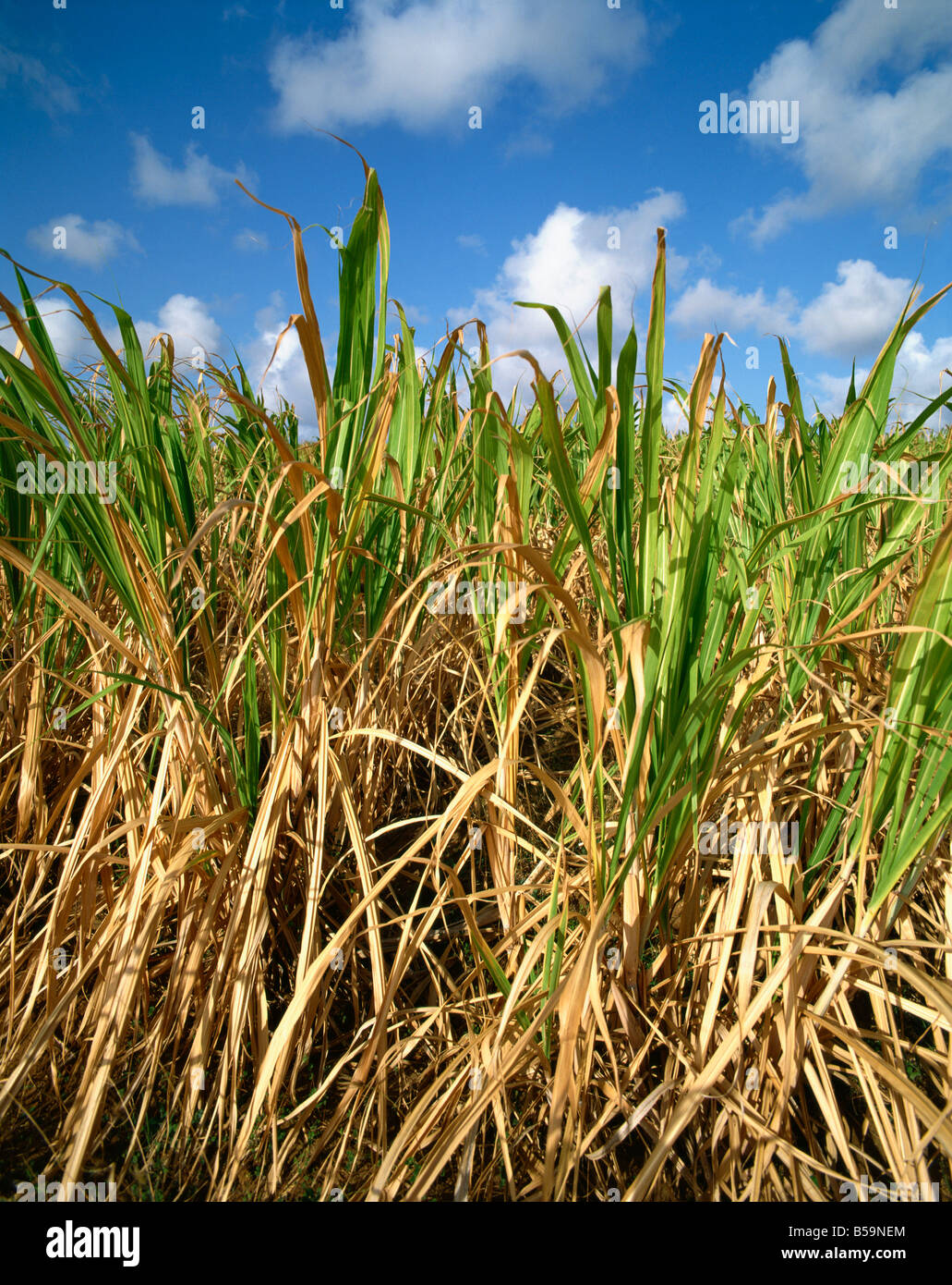 Sugar cane Barbados West Indies Caribbean Central America Stock Photo ...