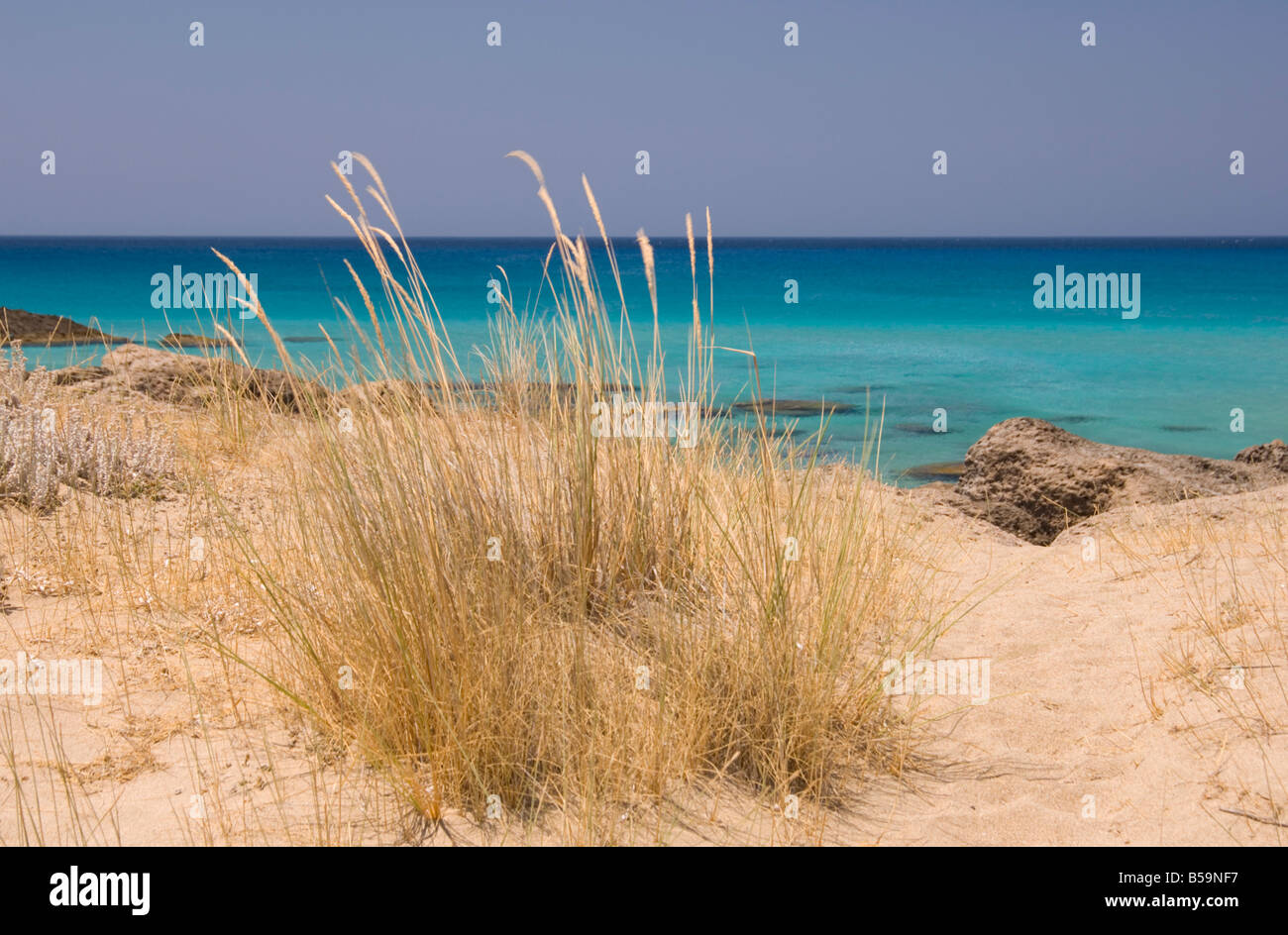 Beach grass growing in sand dunes along the beach at Phalassarna ...