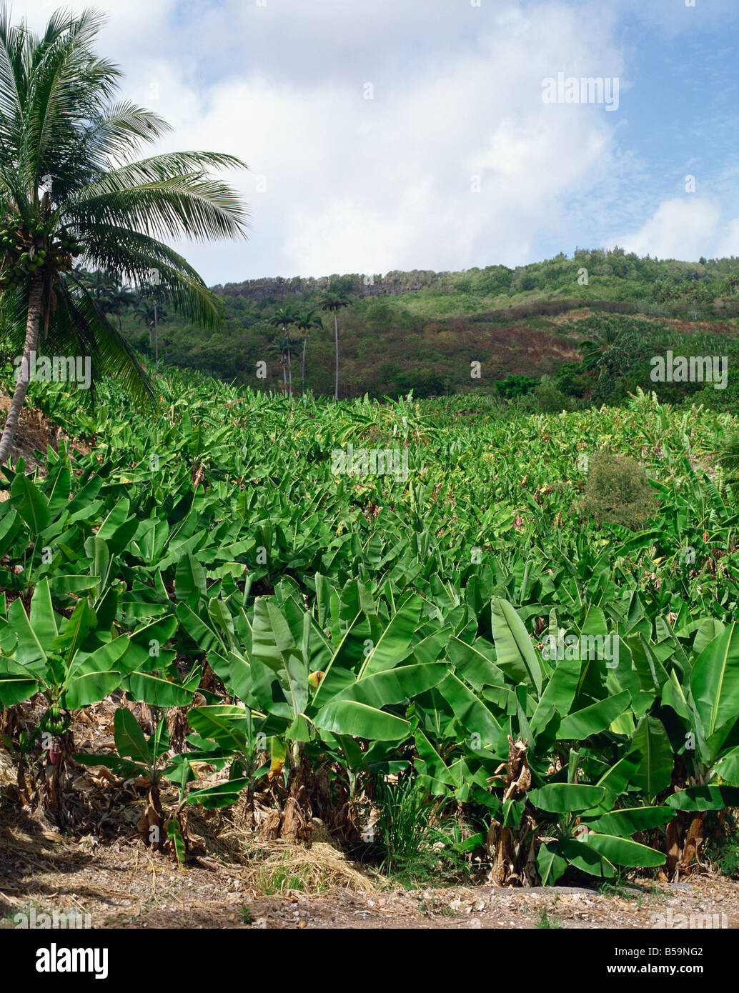Bananas Barbados West Indies Caribbean Central America Stock Photo - Alamy