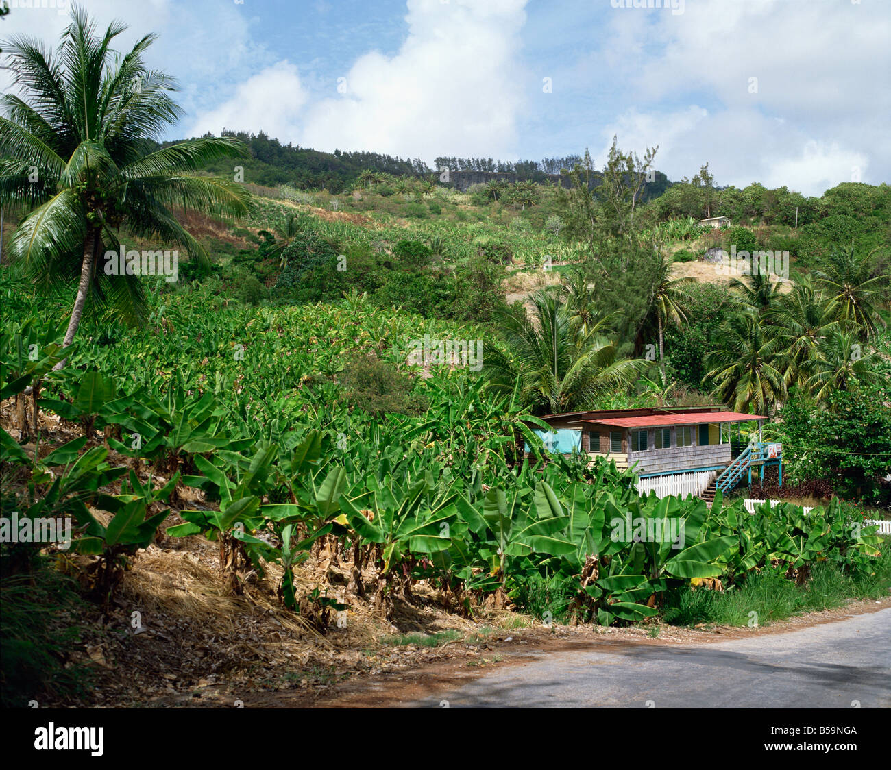 Bananas Barbados West Indies Caribbean Central America Stock Photo - Alamy