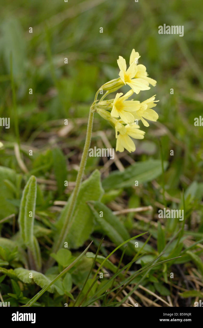 Oxlip primula elatior hi-res stock photography and images - Alamy