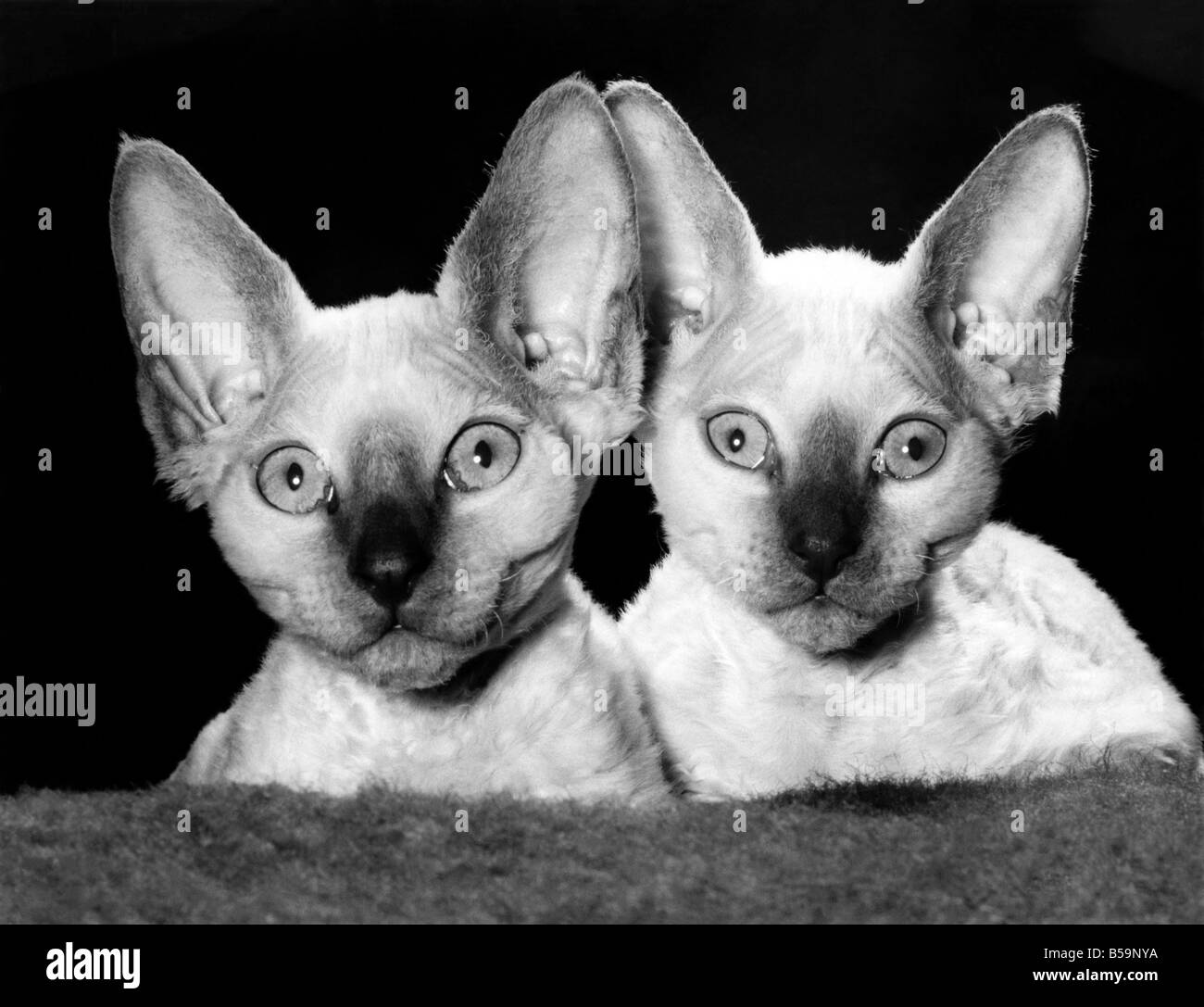 Devon rex strange hi-res stock photography and images - Alamy