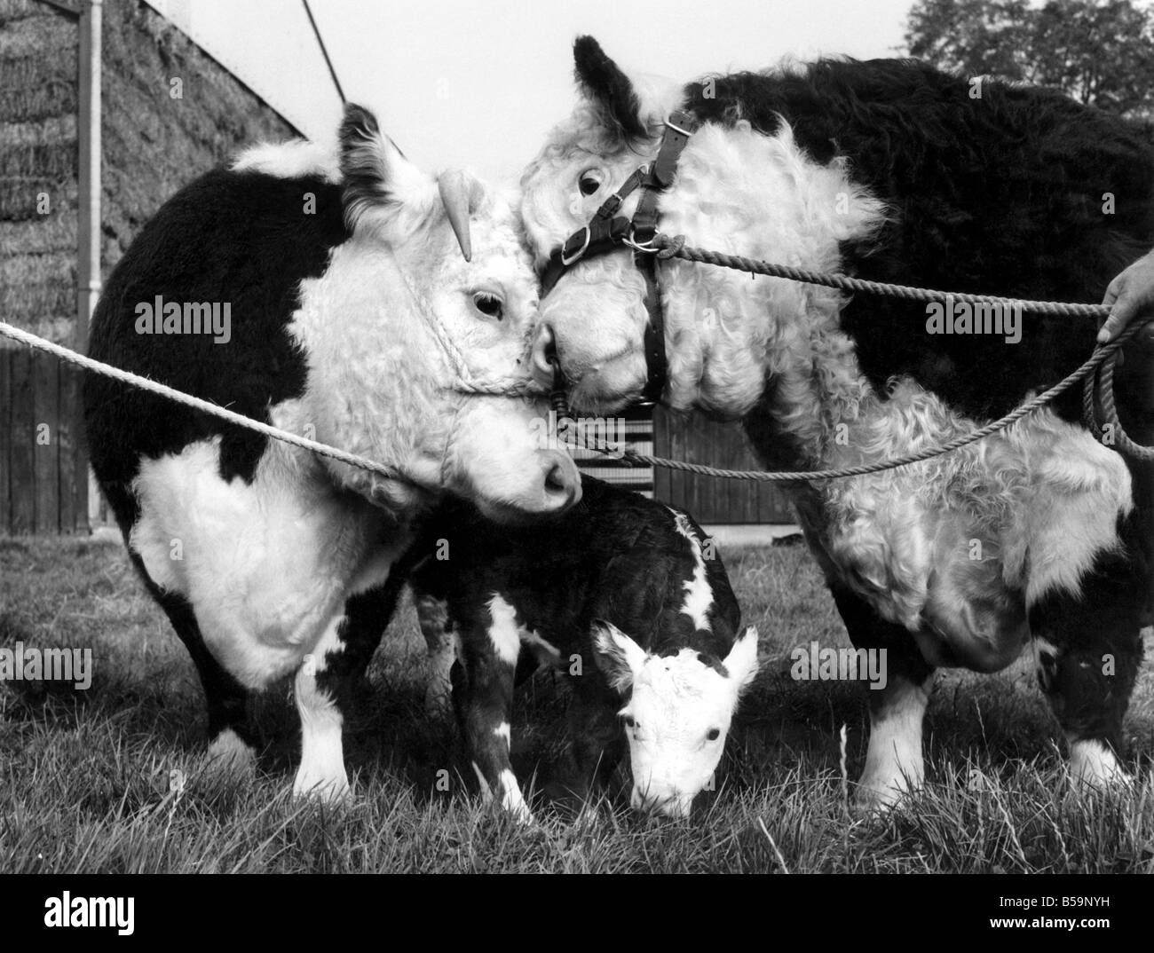 Reprieved champion Orange Miss. Badger the bull, and their first born ...