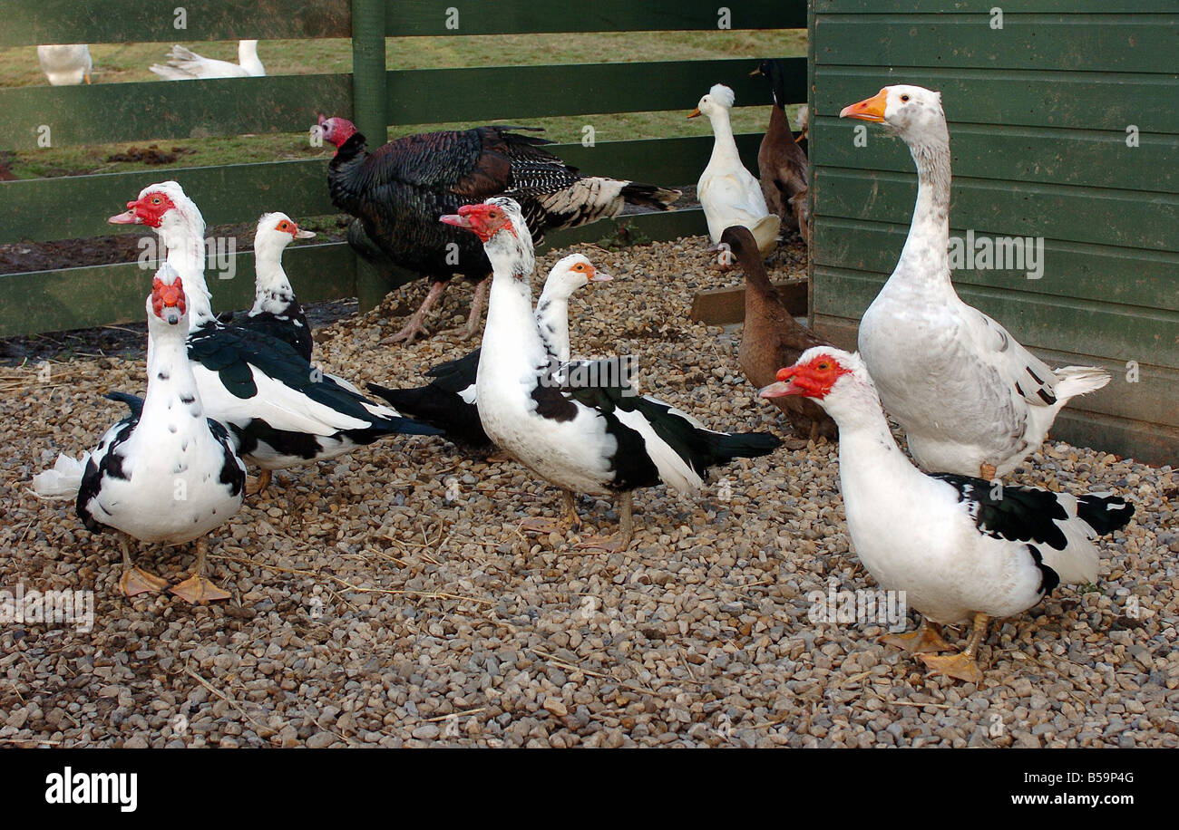Birds of turkey hi-res stock photography and images - Alamy