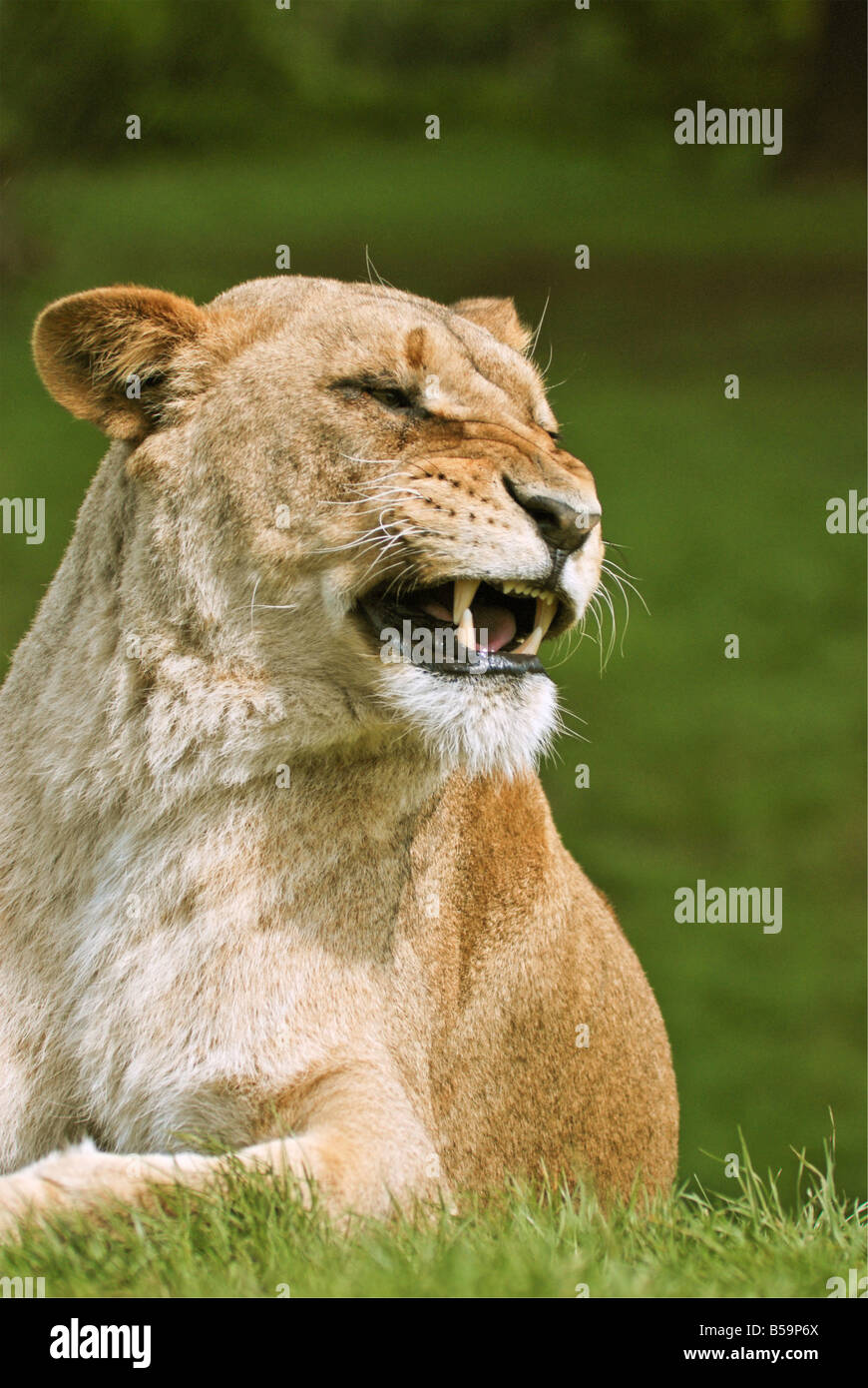 Lion baring teeth hi-res stock photography and images - Alamy