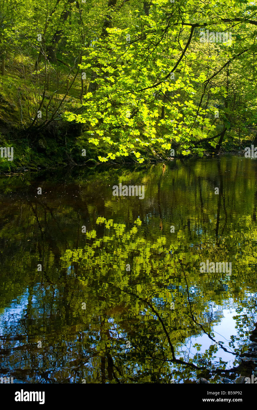 Reflections of trees in river Stock Photo - Alamy