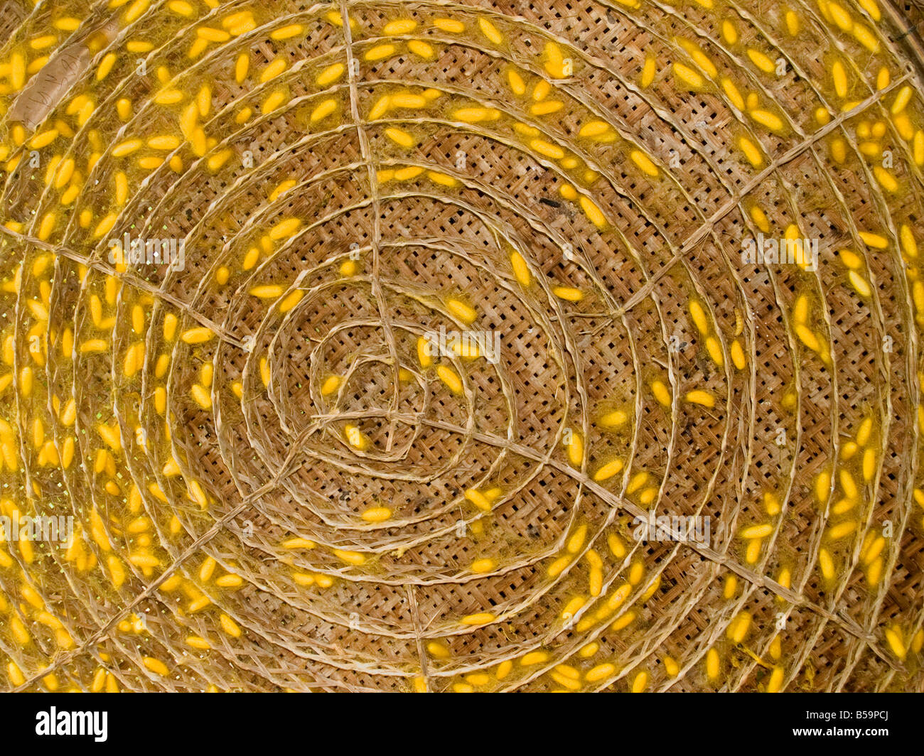 Silk cocoon thread spinning hi-res stock photography and images - Alamy