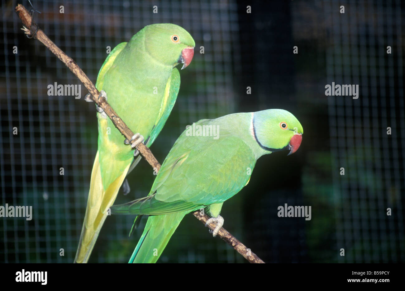 two green indian ring-necket parakeets Stock Photo - Alamy