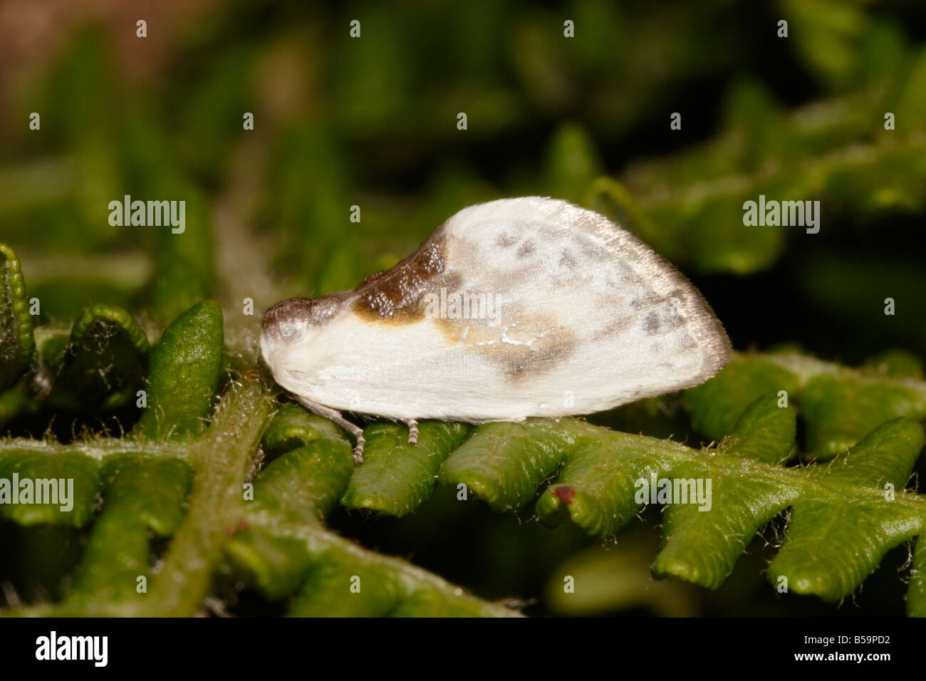 Chinese character moth Cilix glaucata Drepanidae resembling a bird ...