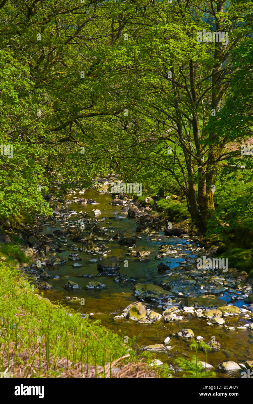 Afon eiddew hi-res stock photography and images - Alamy