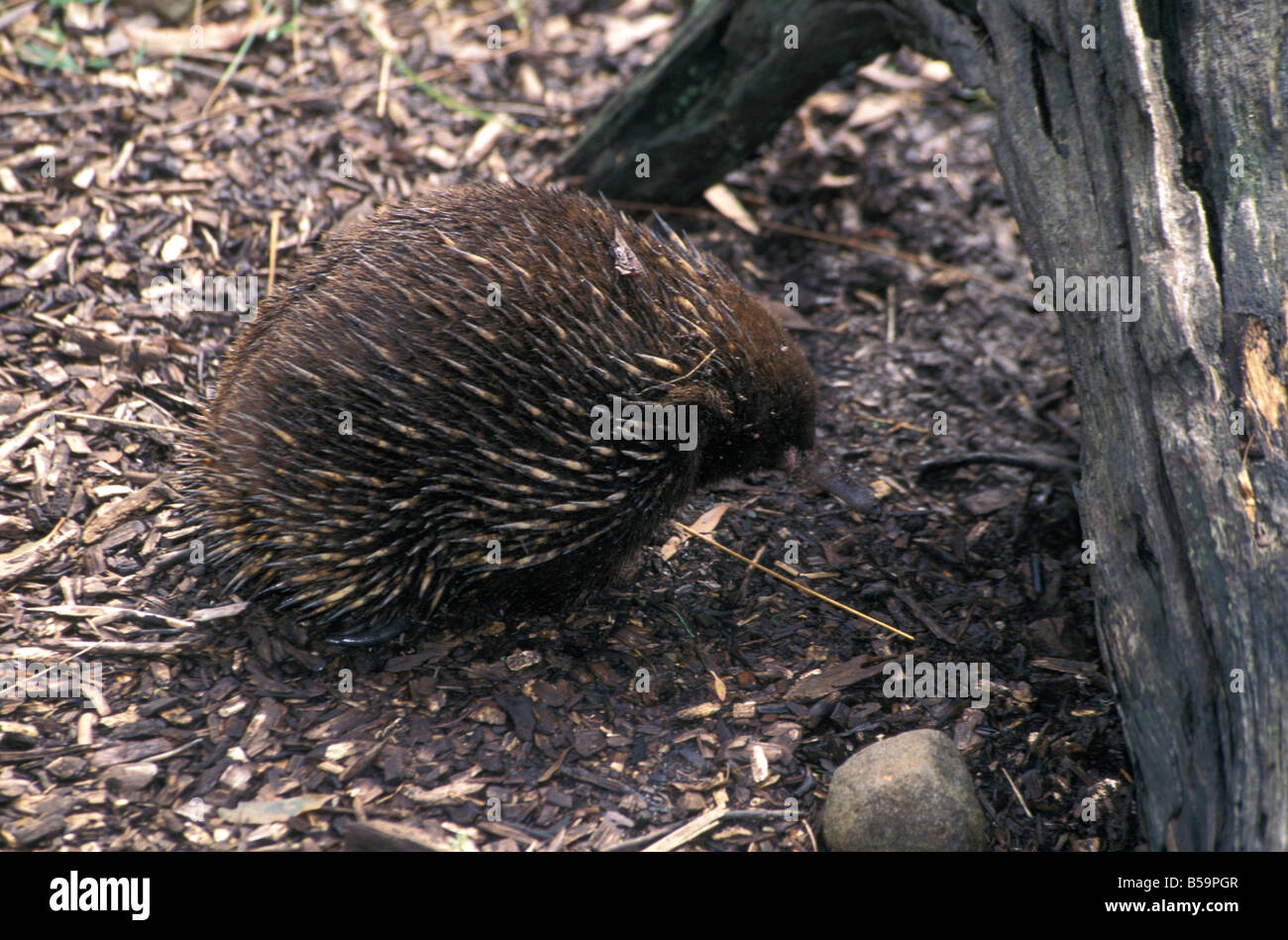 ECHIDNA, Tachyglossus aculeatus, Spiny anteater, Australia Stock Photo ...