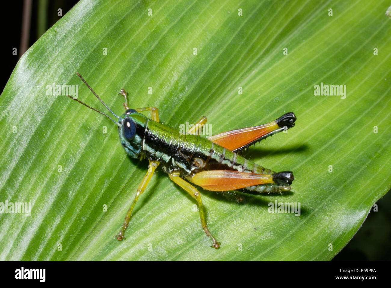 Tropical Rainforest Grasshoppers