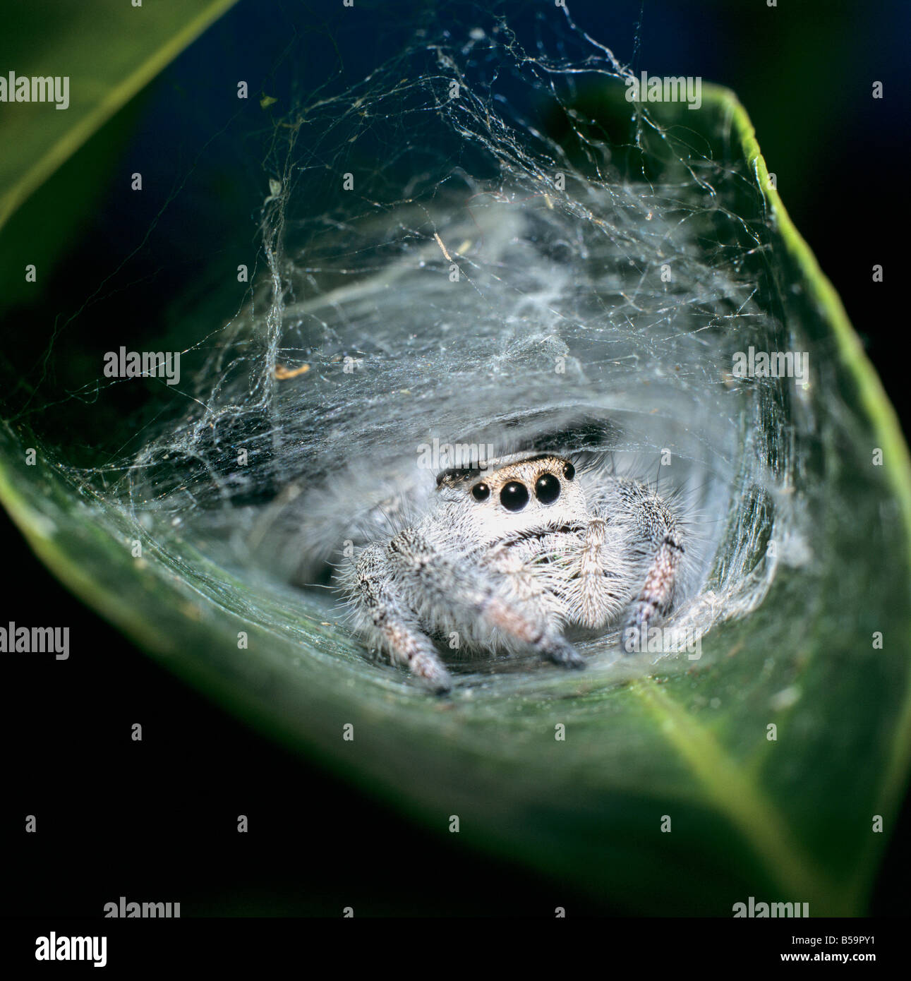 jumping spider in nest Stock Photo - Alamy jumping spider in nest Stock Photo - Alamy