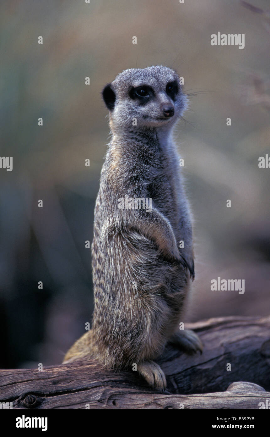 Animal wildlife 1059607 hi-res stock photography and images - Alamy