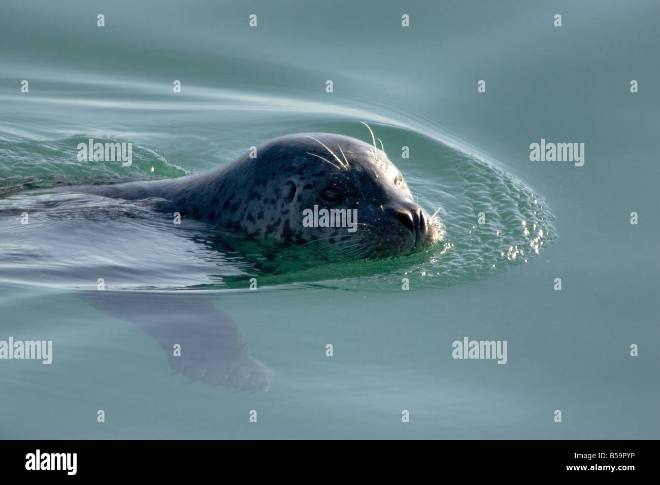 Seal leg hi-res stock photography and images - Alamy