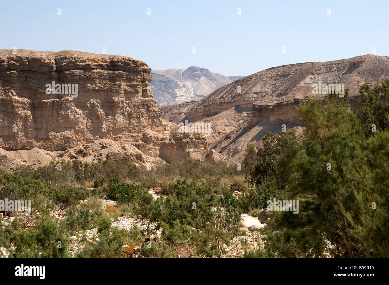 oasis in the wilderness of zin negev desert Stock Photo - Alamy