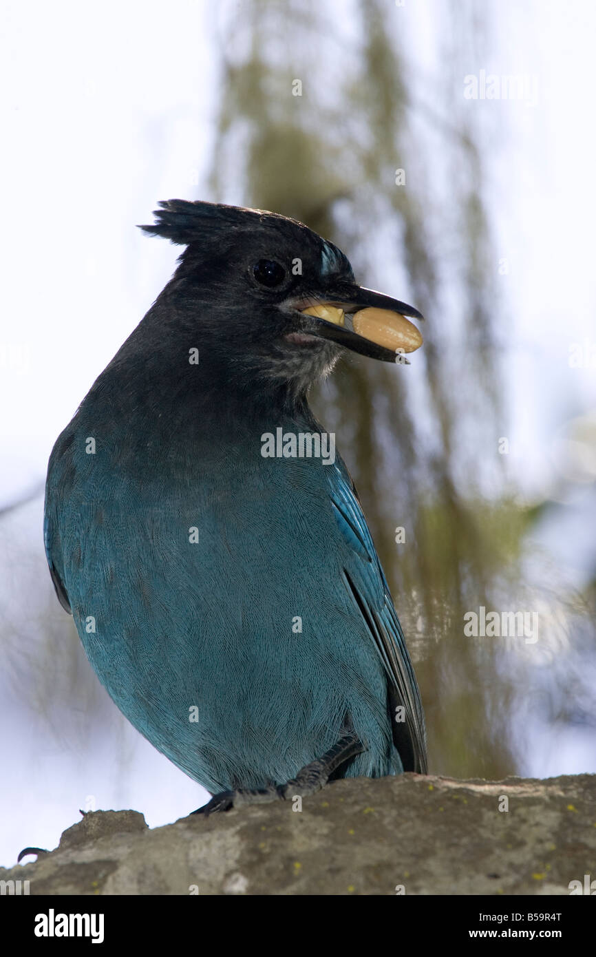 Steller's Blue Jay with Two Peanuts in Beak Cyanocitta stelleri Stock ...