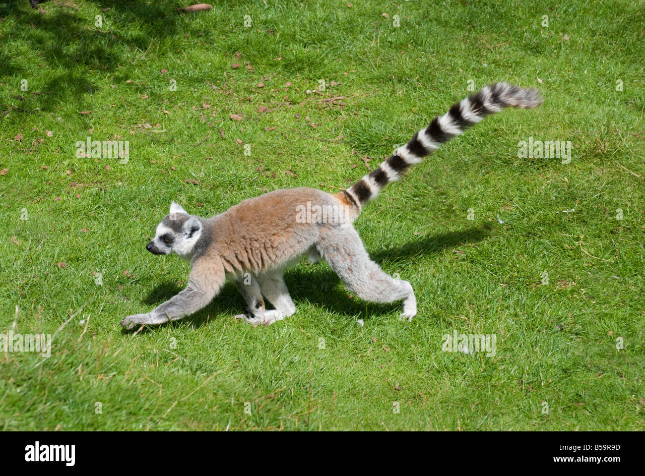 Ring tailed lemur Stock Photo - Alamy
