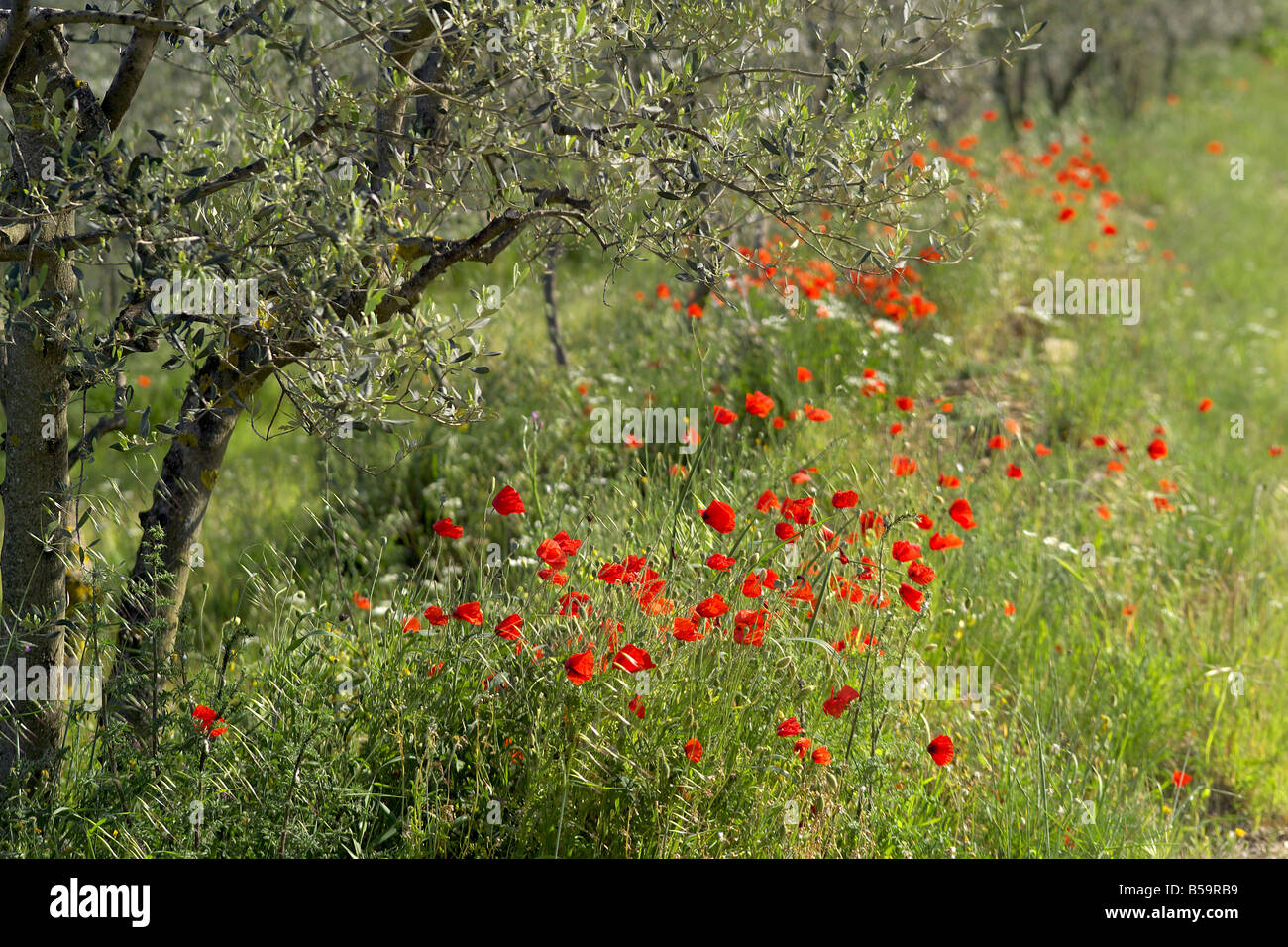 Olive trees olive grove wild hi-res stock photography and images - Alamy