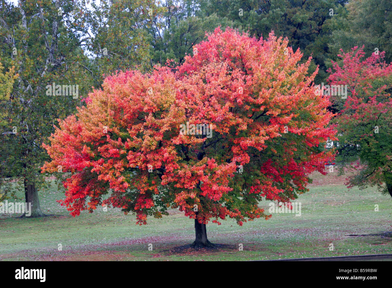 Oak trees show autumn hi-res stock photography and images - Alamy