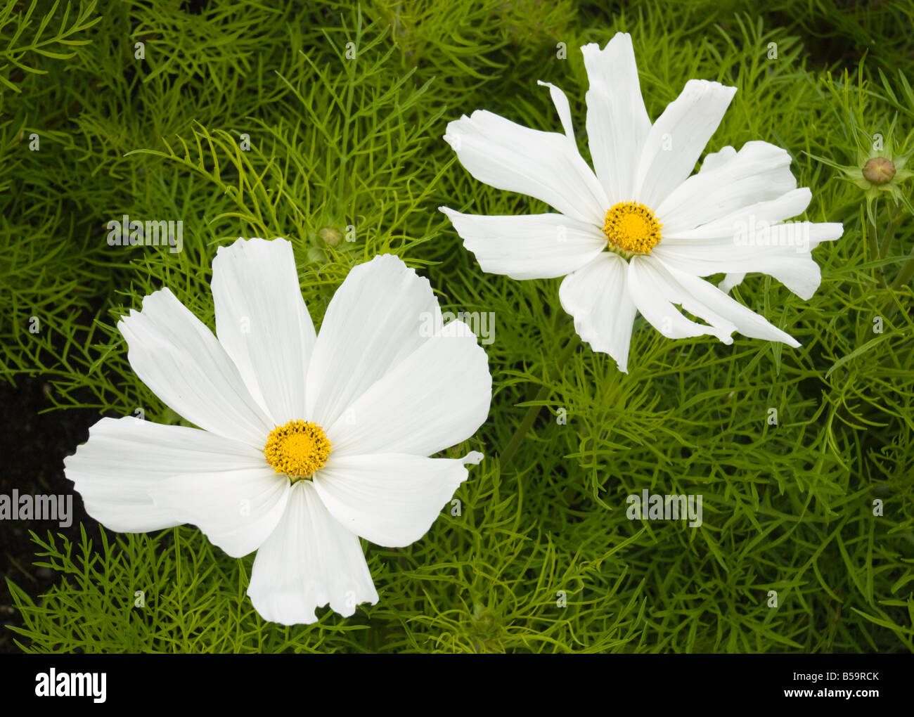 White Cosmos bipinnatus flowers Stock Photo - Alamy