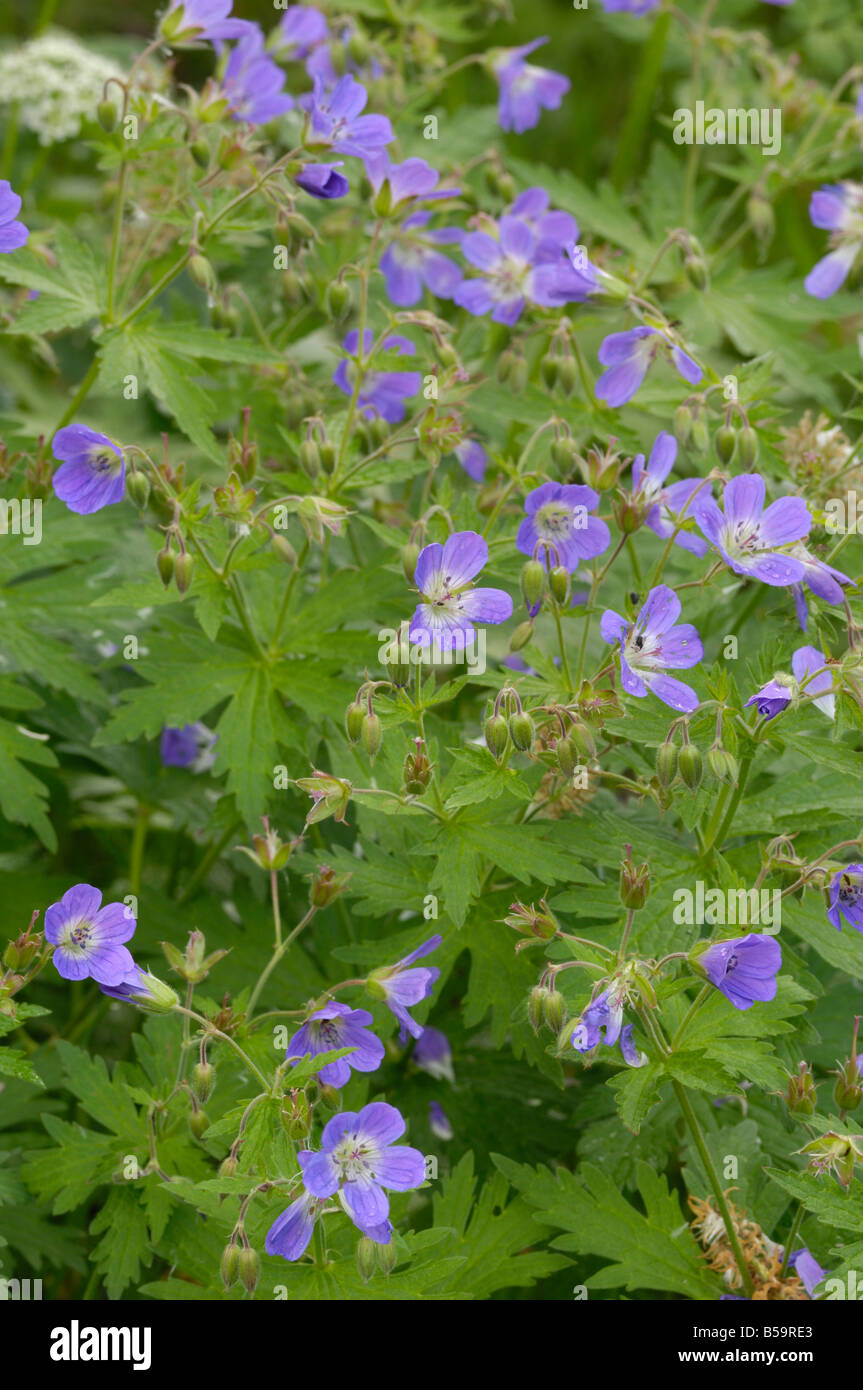 meadow crane's-bill, geranium pratense, wild flowers, Berchtesgarden ...