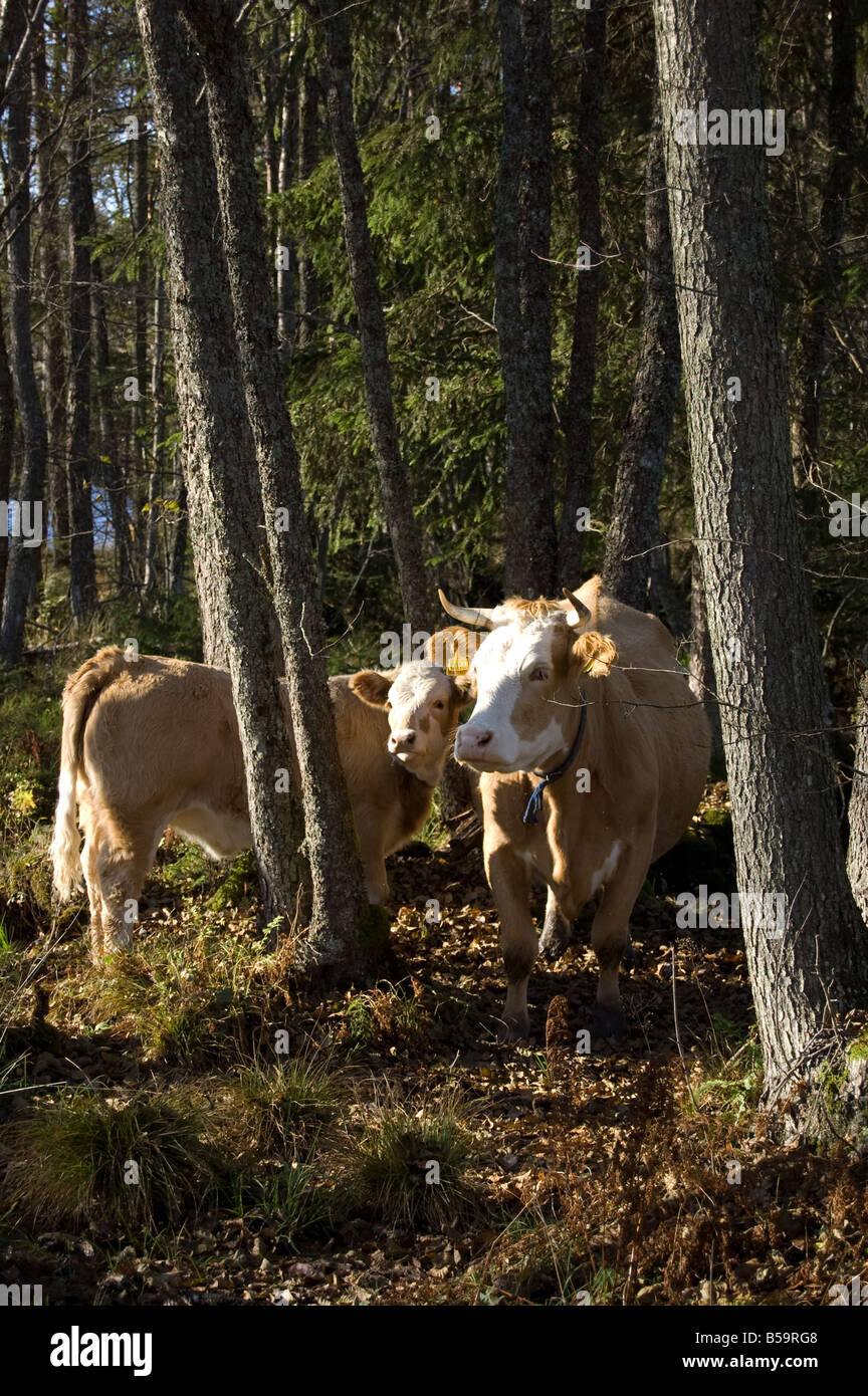 Swedish farmers hi-res stock photography and images - Alamy