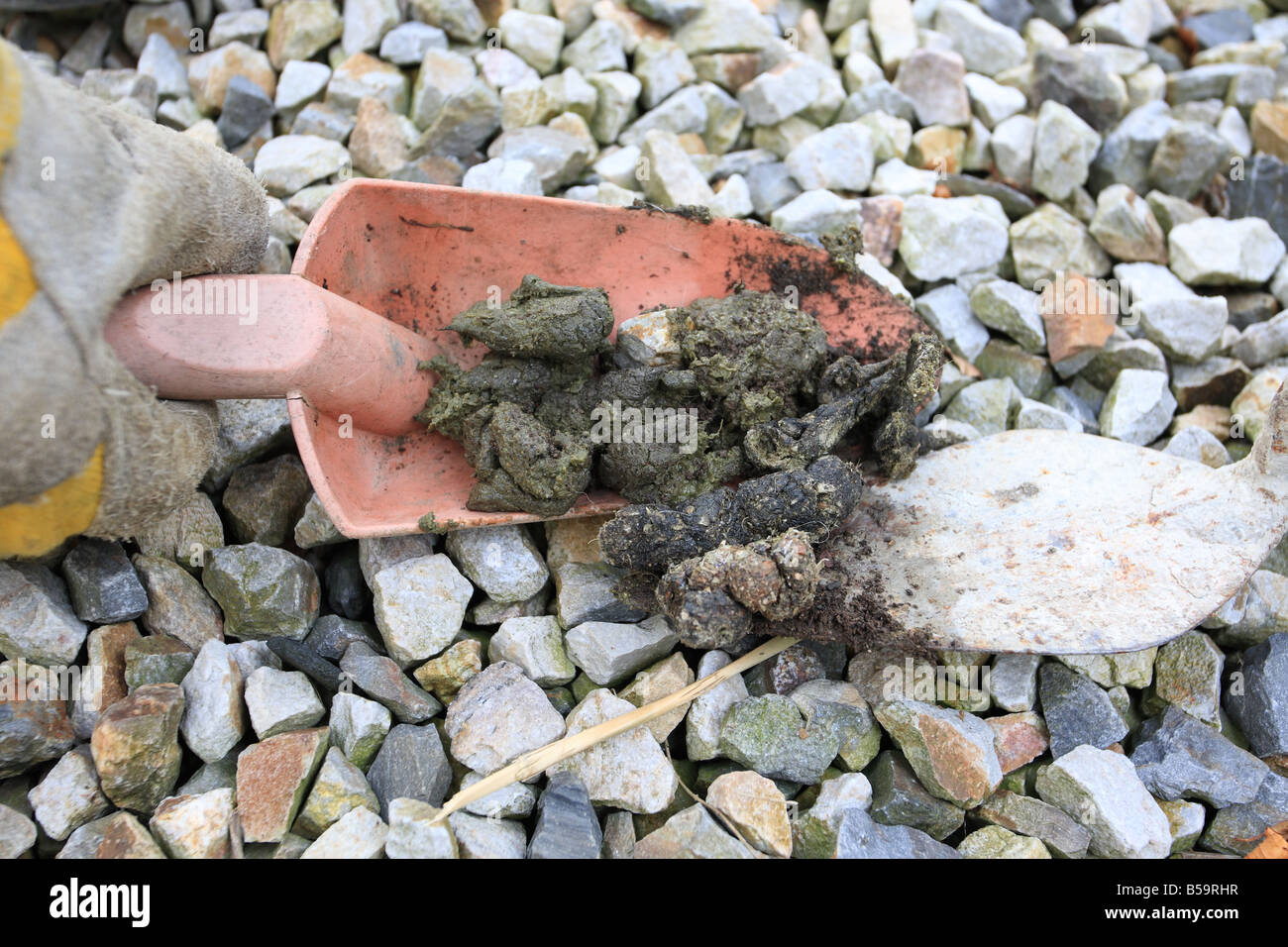 DOG FAECES ARE NOT SUITABLE FOR COMPOSTING AS THEY CAN CARRY DISEASE ...