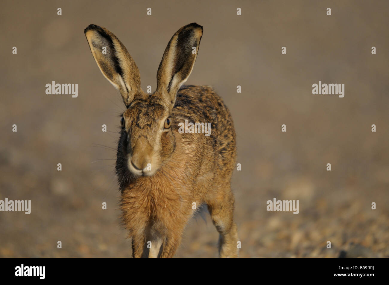 Hare running hi-res stock photography and images - Alamy