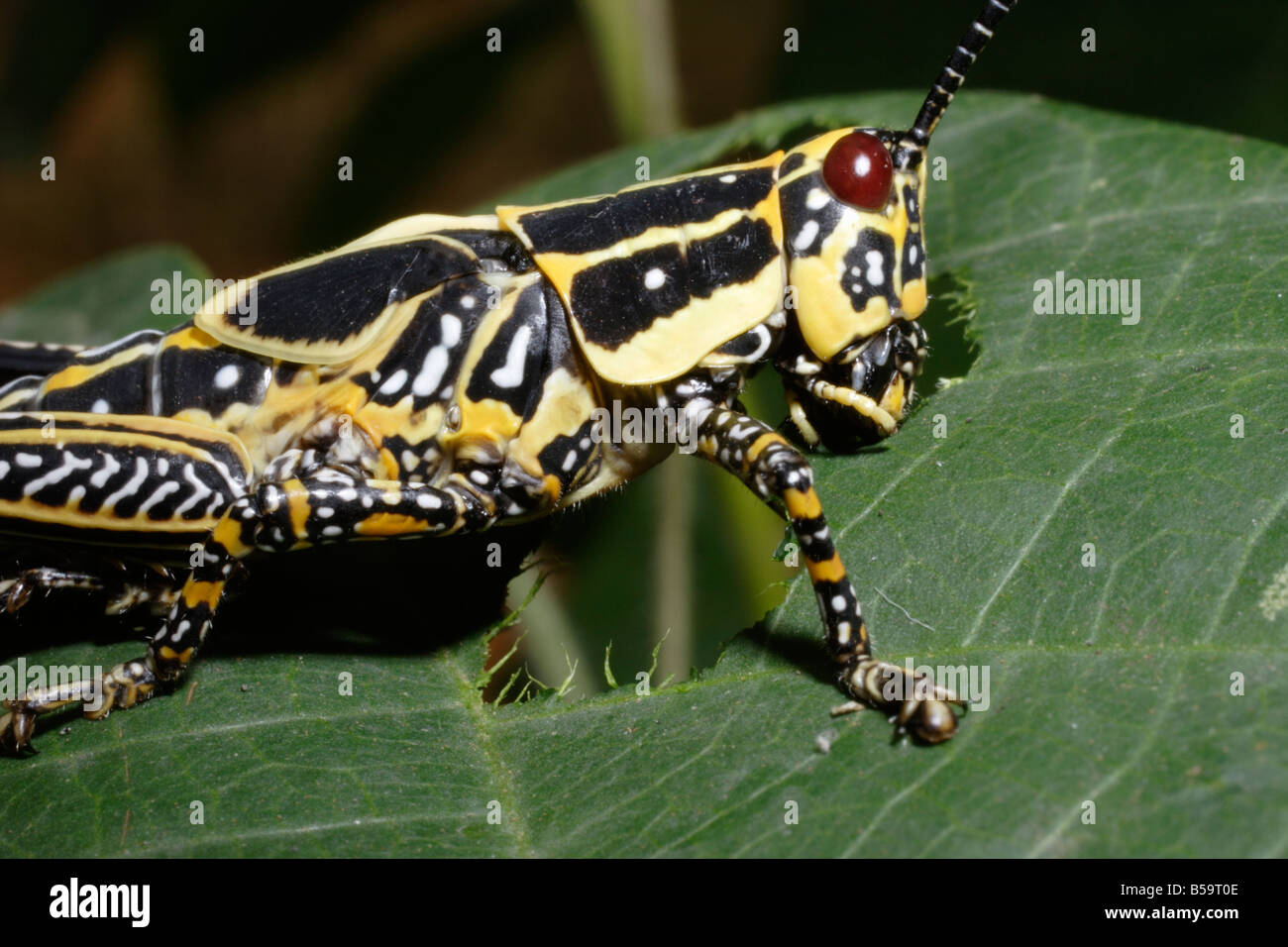 Variegated grasshopper Zonocerus variegatus Acrididae final instar ...