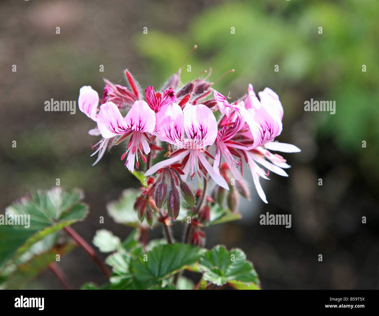 Red and white geranium hi-res stock photography and images - Alamy