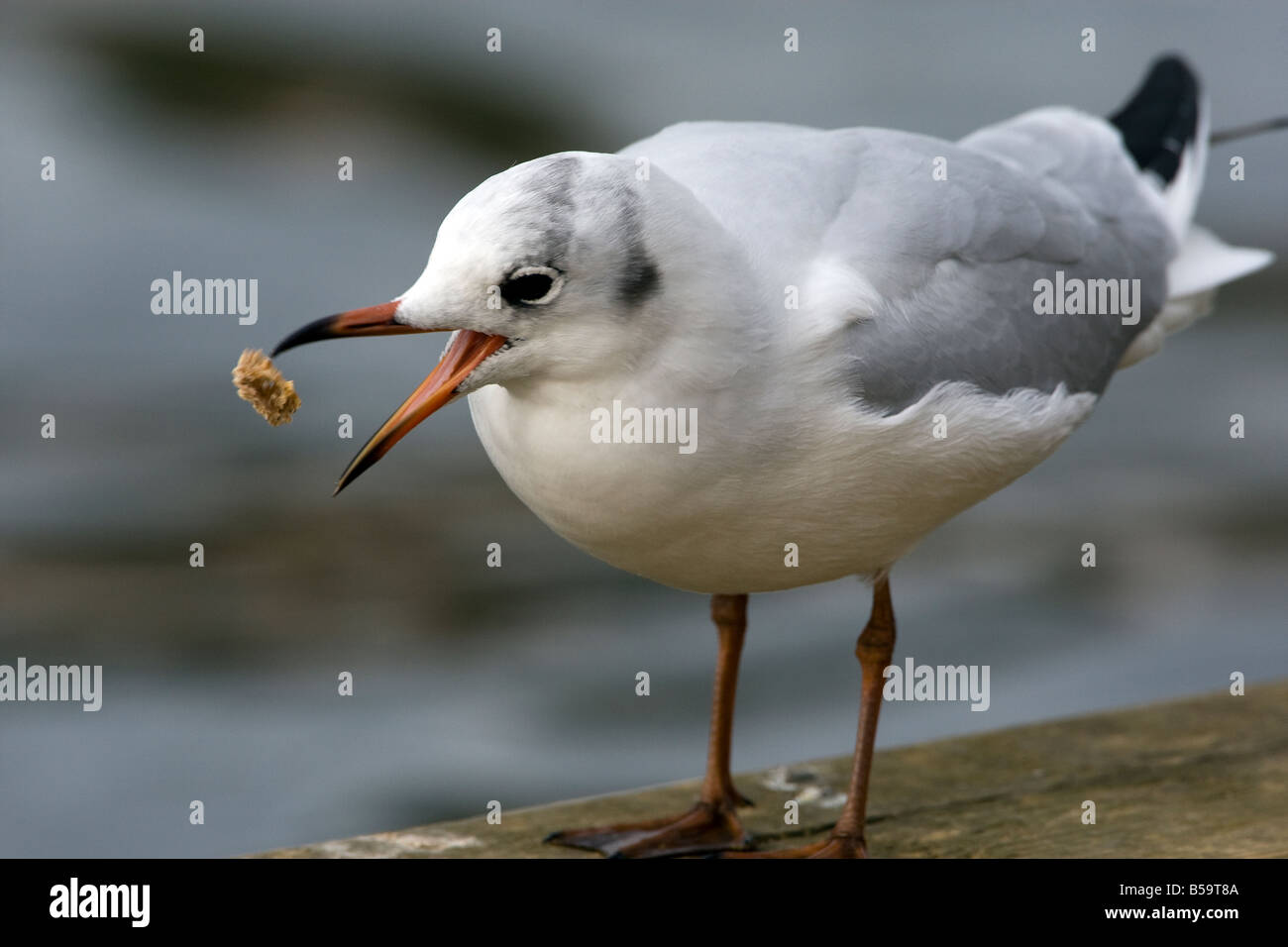 Black headed gull feeding Stock Photo - Alamy