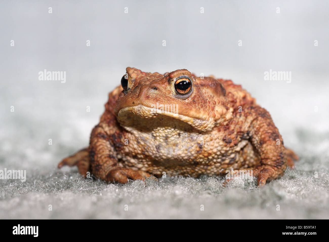 Large Toad indoors on living room carpet Stock Photo - Alamy