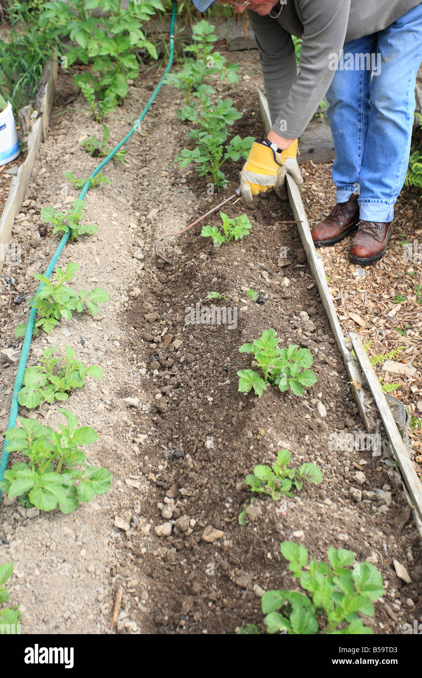 USING A HAND HOE TO ROW UP POTATOES IN A RAISED BED Stock Photo - Alamy