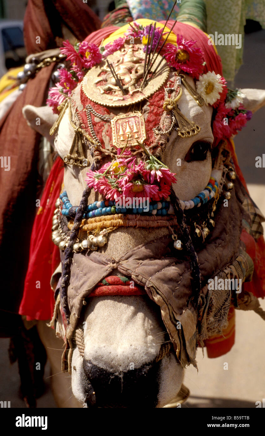 The mysore cow hi-res stock photography and images - Alamy