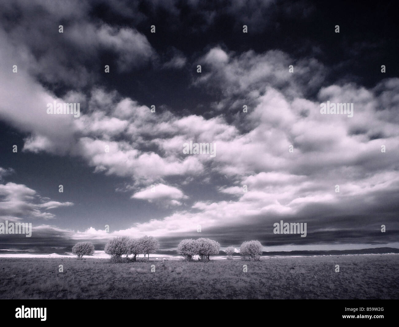 Infrared landscape with trees Stock Photo - Alamy