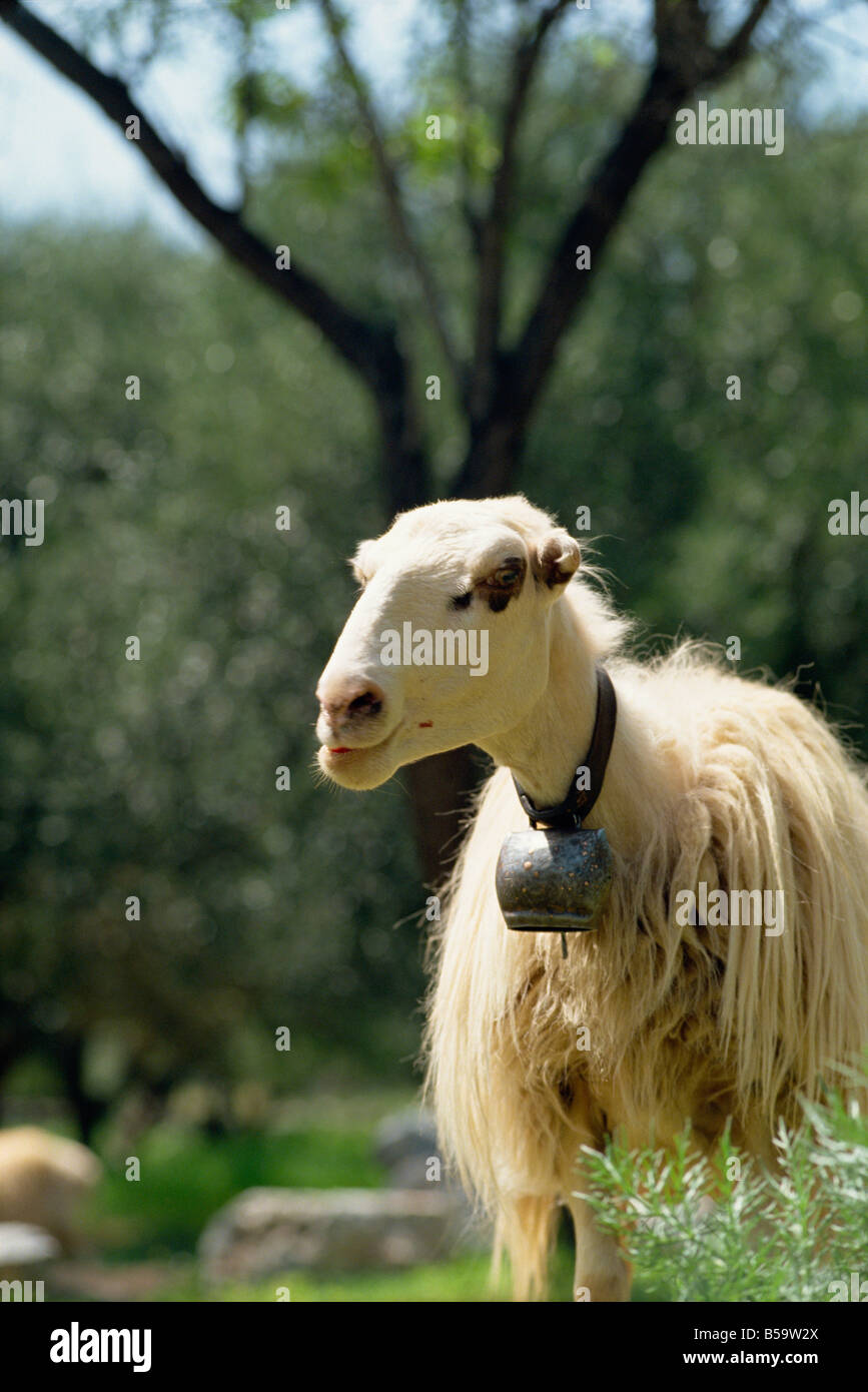 Greek sheep hi-res stock photography and images - Alamy