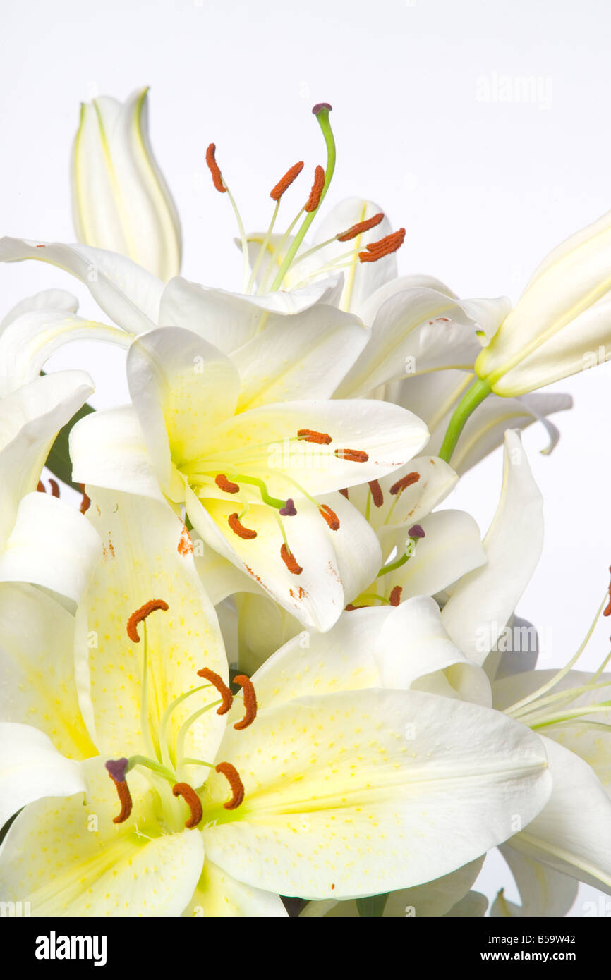 Lilly Flowers Lililum longiflorum Stock Photo - Alamy