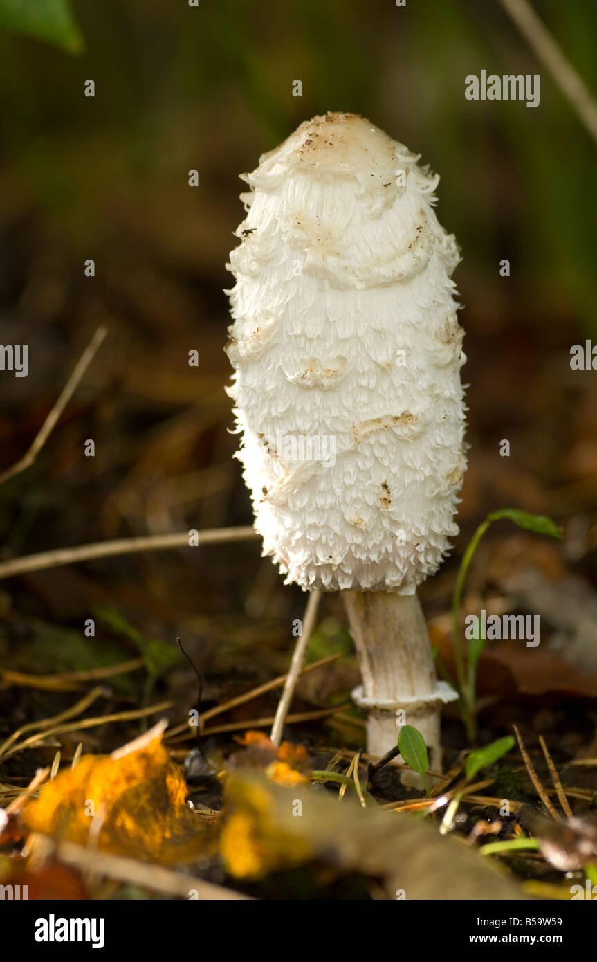 Shaggy Ink-cap (Coprinus comatus Stock Photo - Alamy