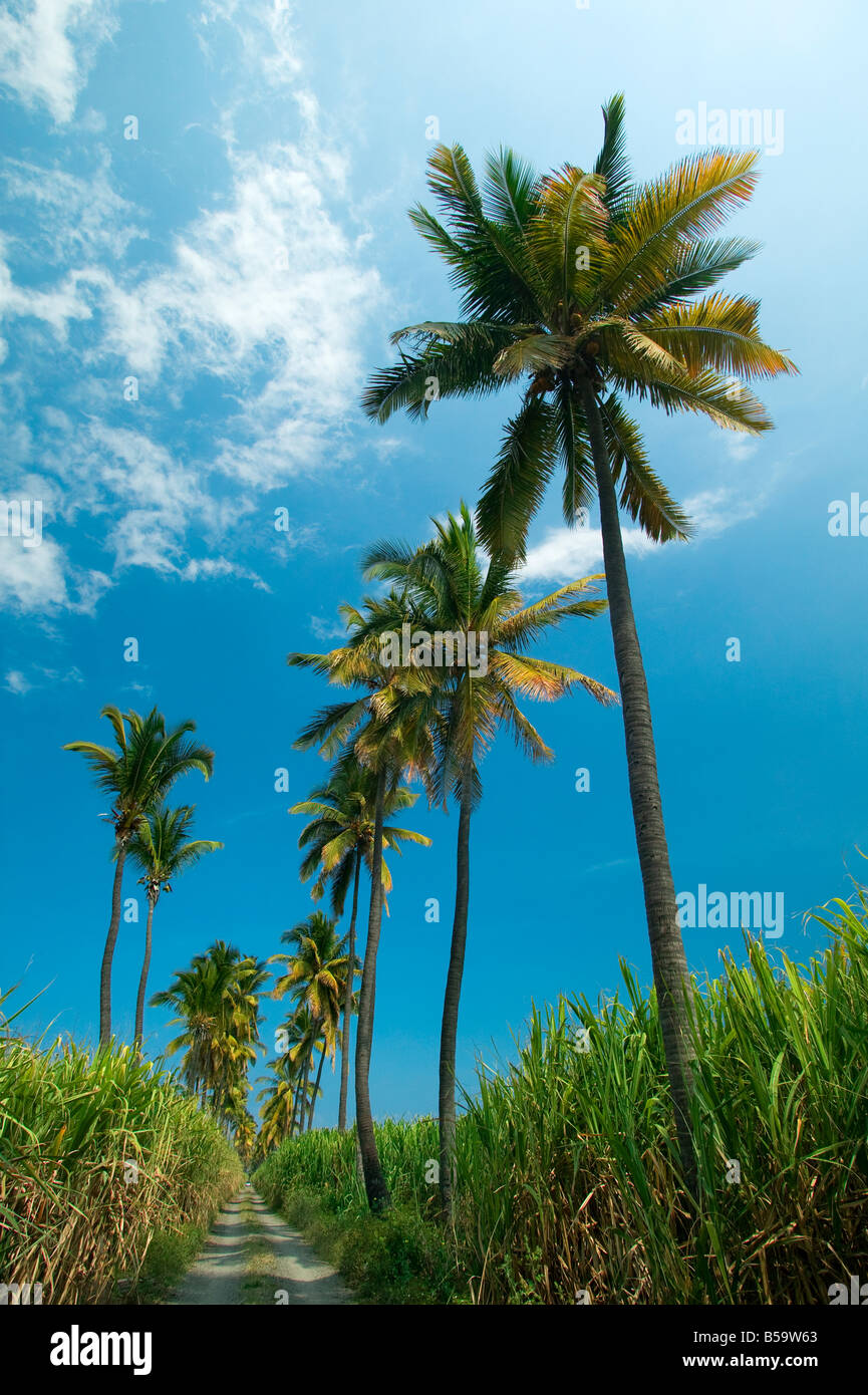 Sugar cane palm trees hi-res stock photography and images - Alamy