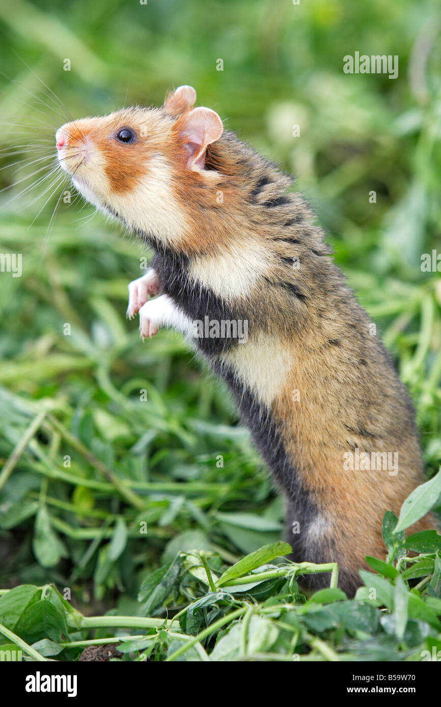 European Hamster, Black-bellied Hamster, Common Hamster (Cricetus ...