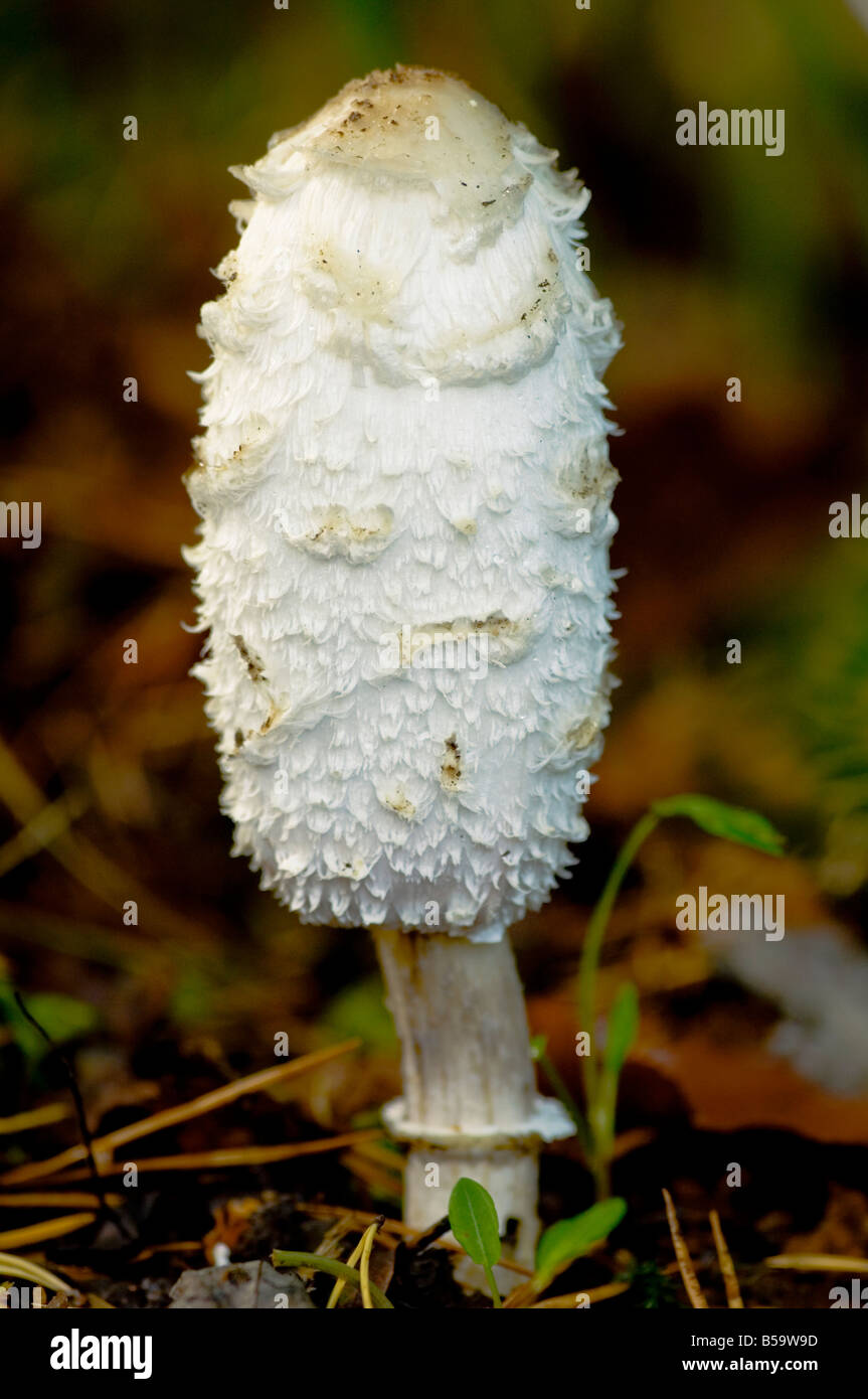 Shaggy Ink-cap (Coprinus comatus Stock Photo - Alamy